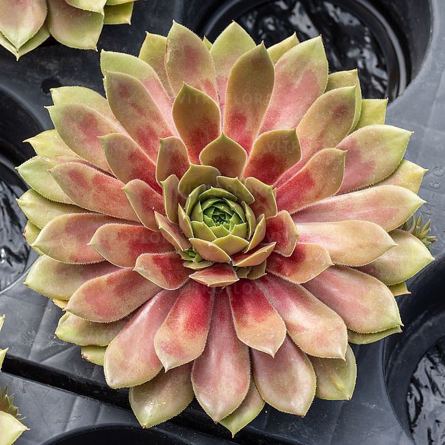 Sempervivum Big Sam Red Mellow - Čuvarkuća