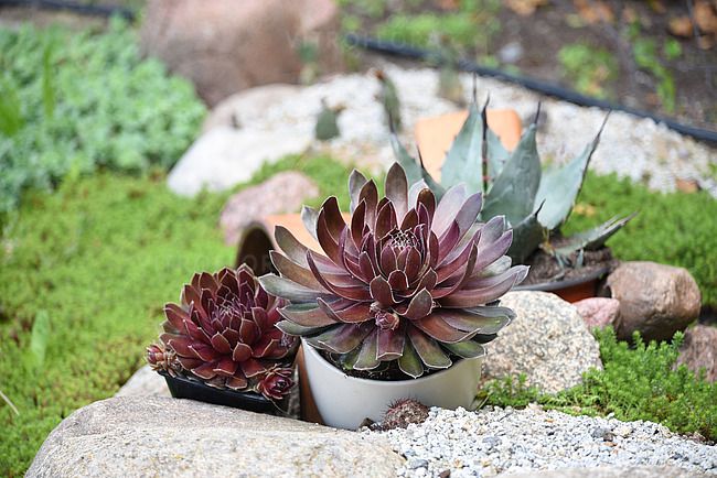 Sempervivum Big Sam Ruby Star - Čuvarkuća