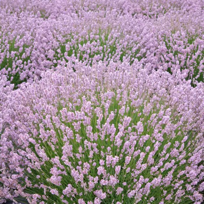 Lavandula Angustifolia Rosea - Lavanda