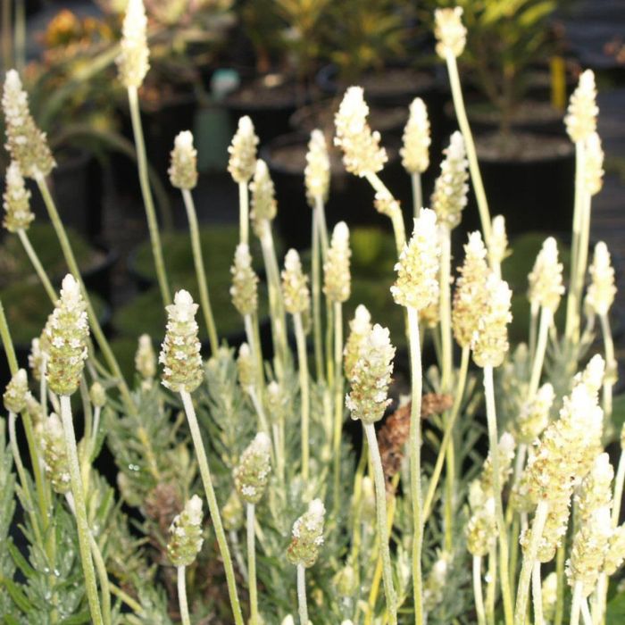 Lavandula Intermedia Alba - Engleska Lavanda