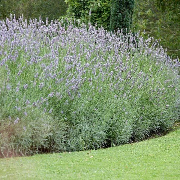 Lavandula Intermedia Grappenhall - Lavanda