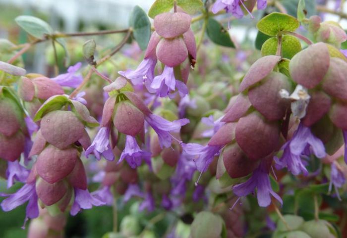 Origanum Rotundifolium Amethyst Falls - Origano