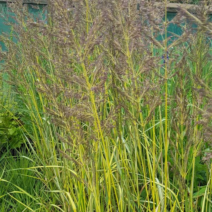 Calamagrostis Acutiflora England - Ukrasna Trava