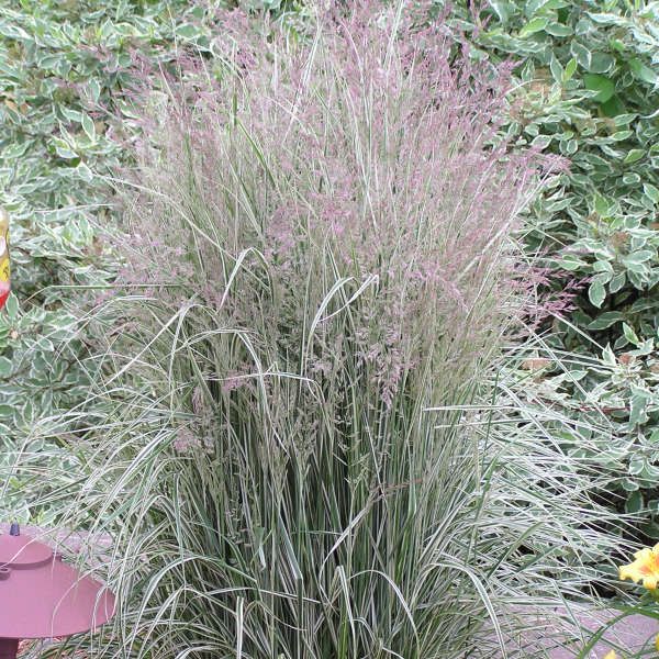 Calamagrostis Acutiflora Overdam - Ukrasna Trava