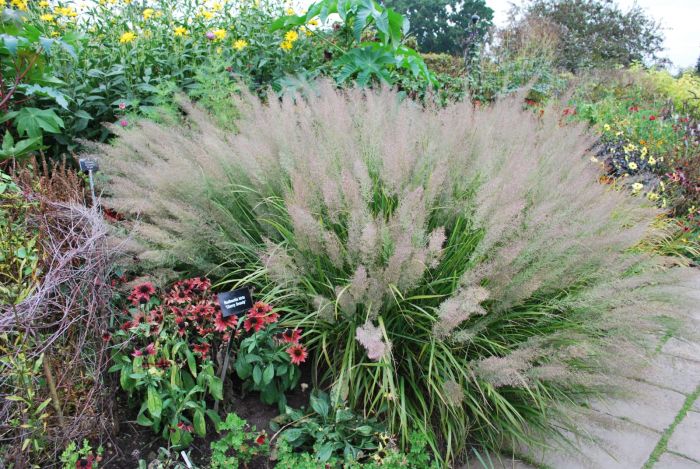 Calamagrostis Brachytricha - Ukrasna Trava