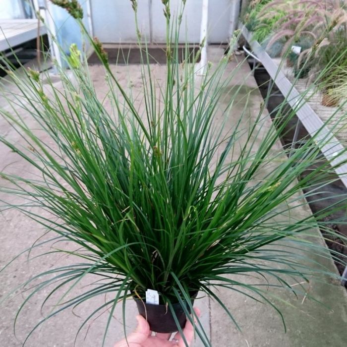 Carex Brunnea Racing Green - Ukrasna Trava