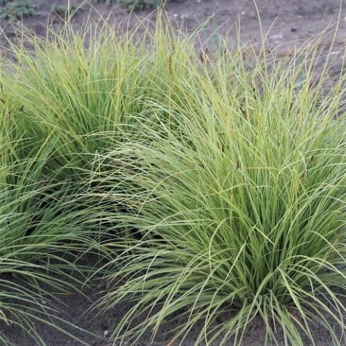 Carex montana Raureif - Gorska Šaš