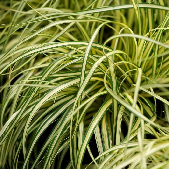 Carex Oschimensis Evergold - Ukrasna Trava