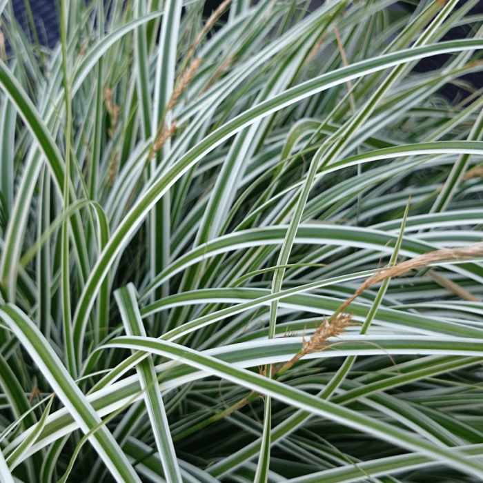 Carex Oshimensis Everest - Ukrasna Trava