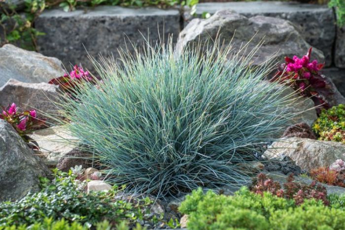 Festuca Glauca Blauglut - Ukrasna Trava