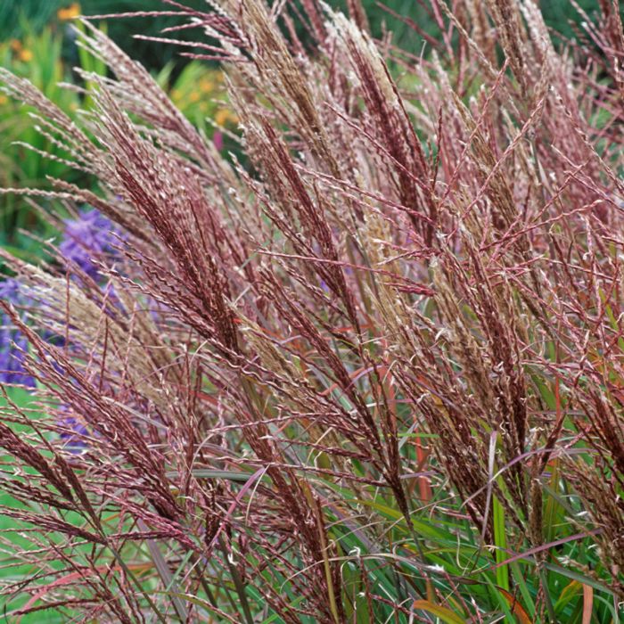 Miscanthus Sinensis Ferner Osten - Kineska Šaš