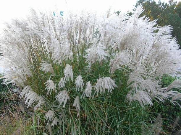 Miscanthus Sinensis Grosse Fontane - Kineska Šaš