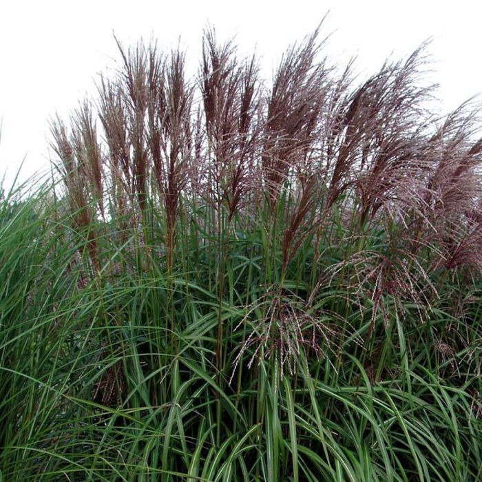 Miscanthus Sinensis Malepartus - Kineska Šaš