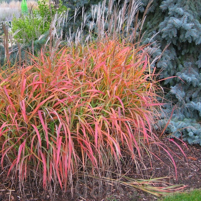 Miscanthus Sinensis Navajo - Kineska Šaš