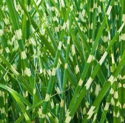 Miscanthus Sinensis Zebrina - Zebrasta Kineska Šaš