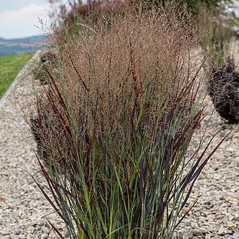 Panicum Virgatum Nosferatu - Ukrasna Trava