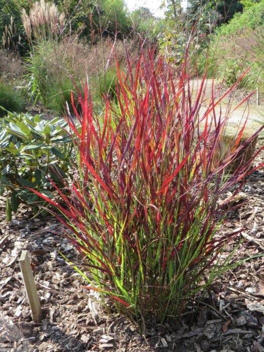 Panicum Virgatum Sangria - Ukrasna Trava