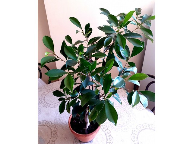 Ficus ginseng (microscarpa), visina 80 cm