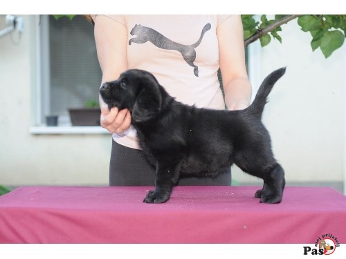 Labrador retriver