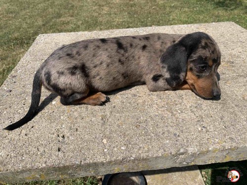 Jazavičar oštrodlaki - Dachshund