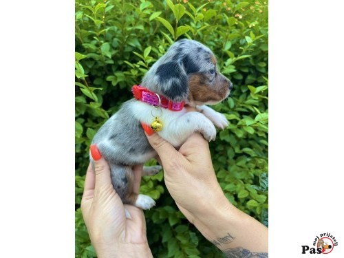 Jazavičar oštrodlaki - Dachshund