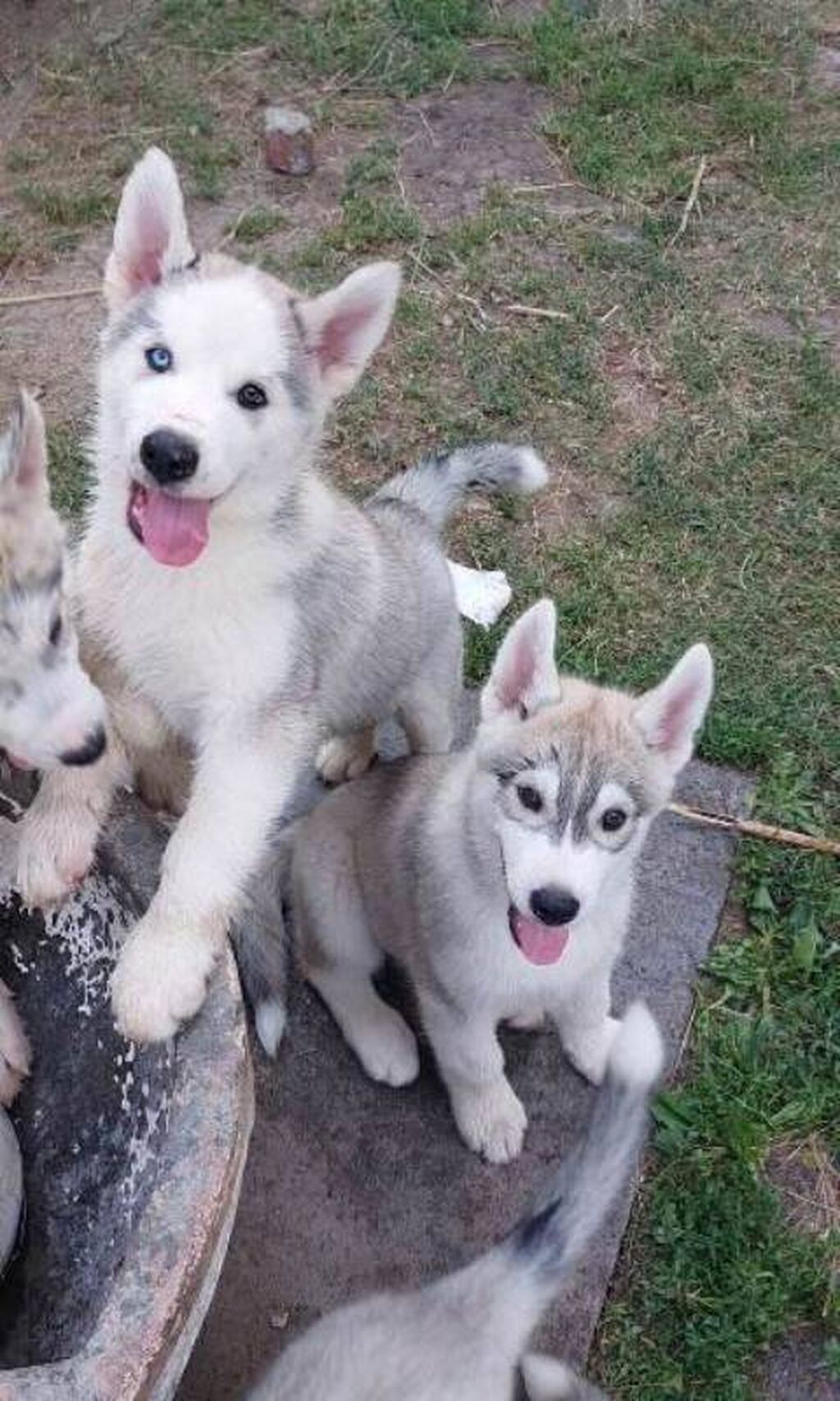 Sibirski Haski štenci Dostupni štenci Sibirskog Haskija - srebrno