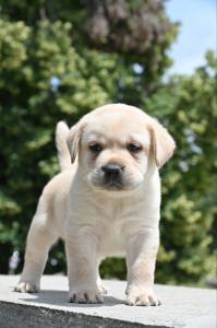 Labrador retriver prelepi štenci