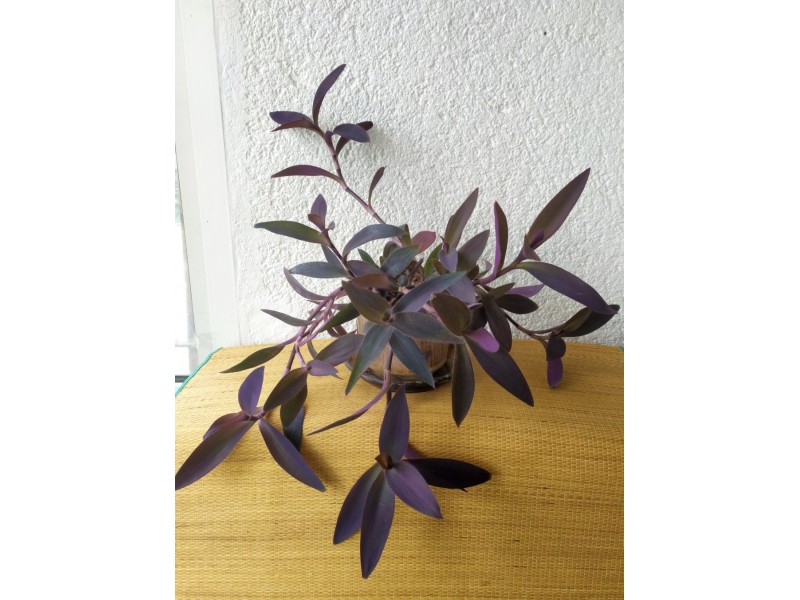 Tradescantia Pallida - Ljubičasta lozica