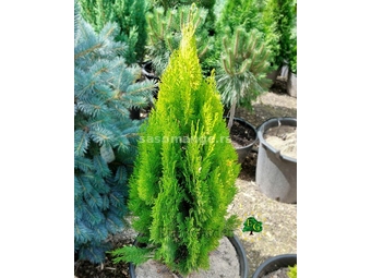 Thuja orientalis 'Aurea Nana'