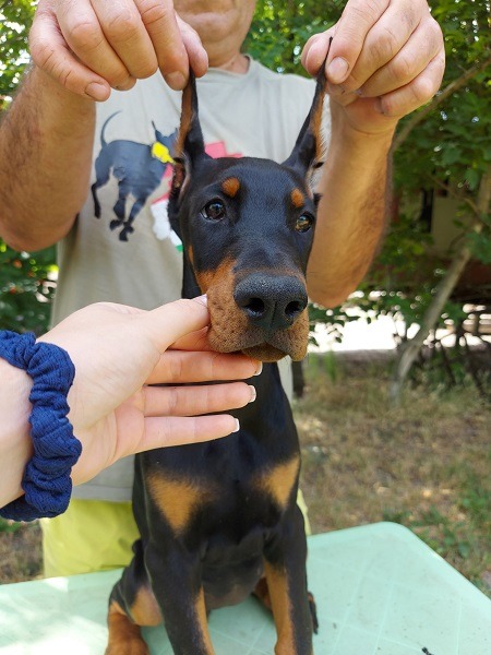 Doberman štenci