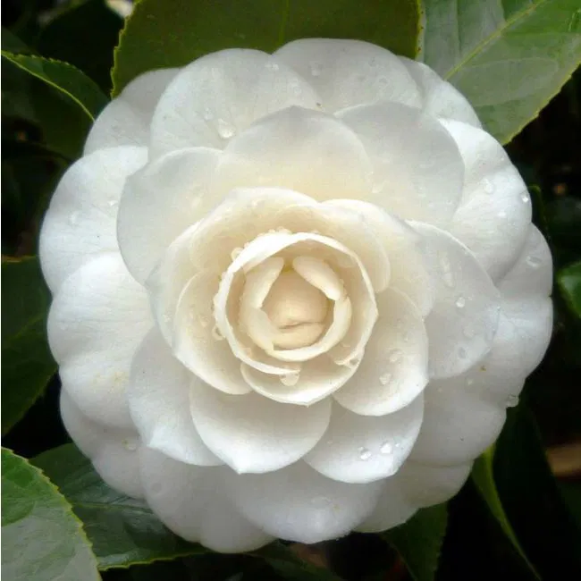 Camellia japonica Perfection White