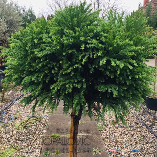 Cryptomeria japonica Globosa Nana