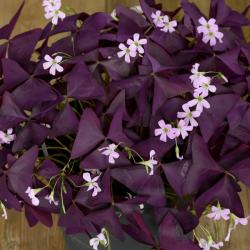 Ukrasna detelina - Oxalis triangularisdetelina