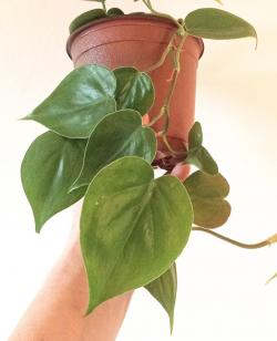 Philodendron Oxycardium