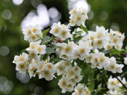 Jasmin