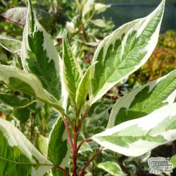 Ukrasni Dren - Cornus Alba Elegantissima