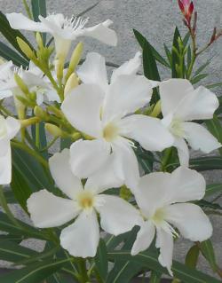 Oleander White - Beli - 1 sadnica