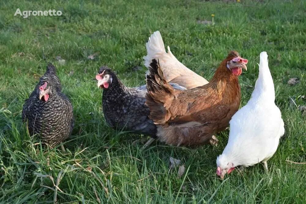 Farma ћe prodavati kokoshke - besplatan prevoz