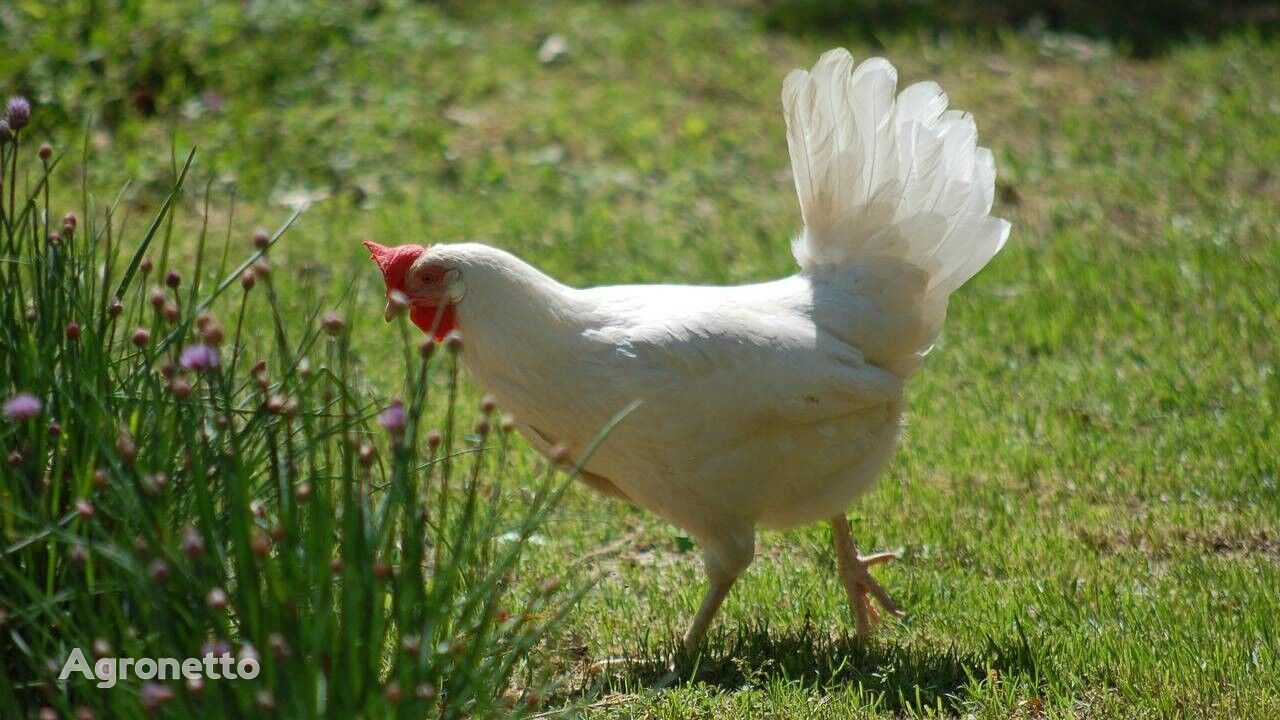 Farma ћe prodavati LEGHORN kokoshke