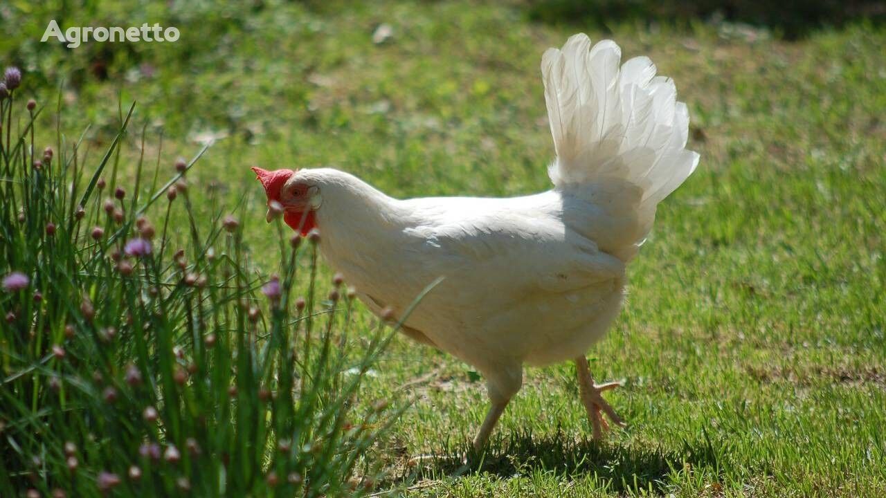 Farma ћe prodavati LEGHORN piliћe