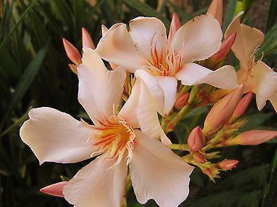 Oleander Angiolo Pucci-kajsija – sadnica 50-70cm