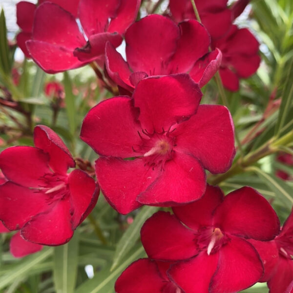 OLEANDER Red – sadnica 50-60cm