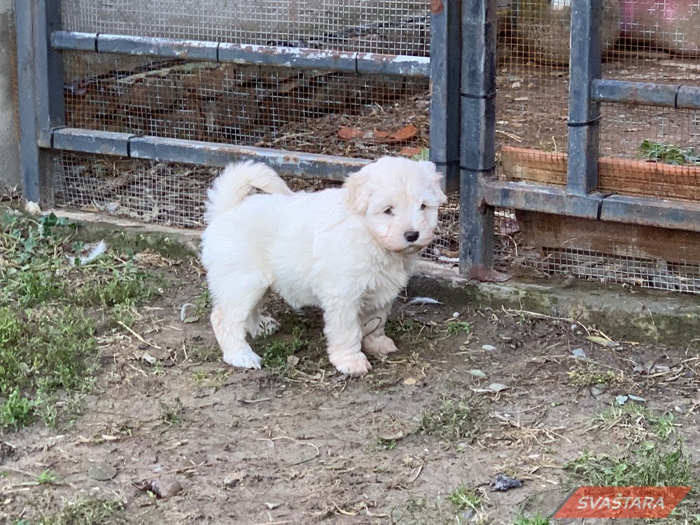 Štenci madjarski puli beli