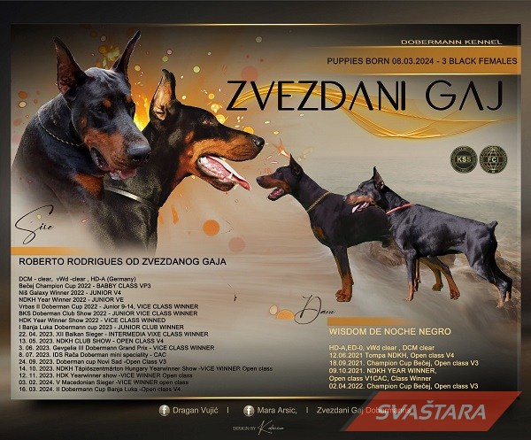 Doberman štenci