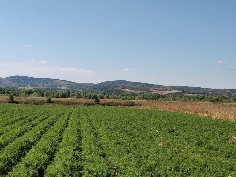 Izlaz iz Futoga (železnicka stanica), Futog, Selo