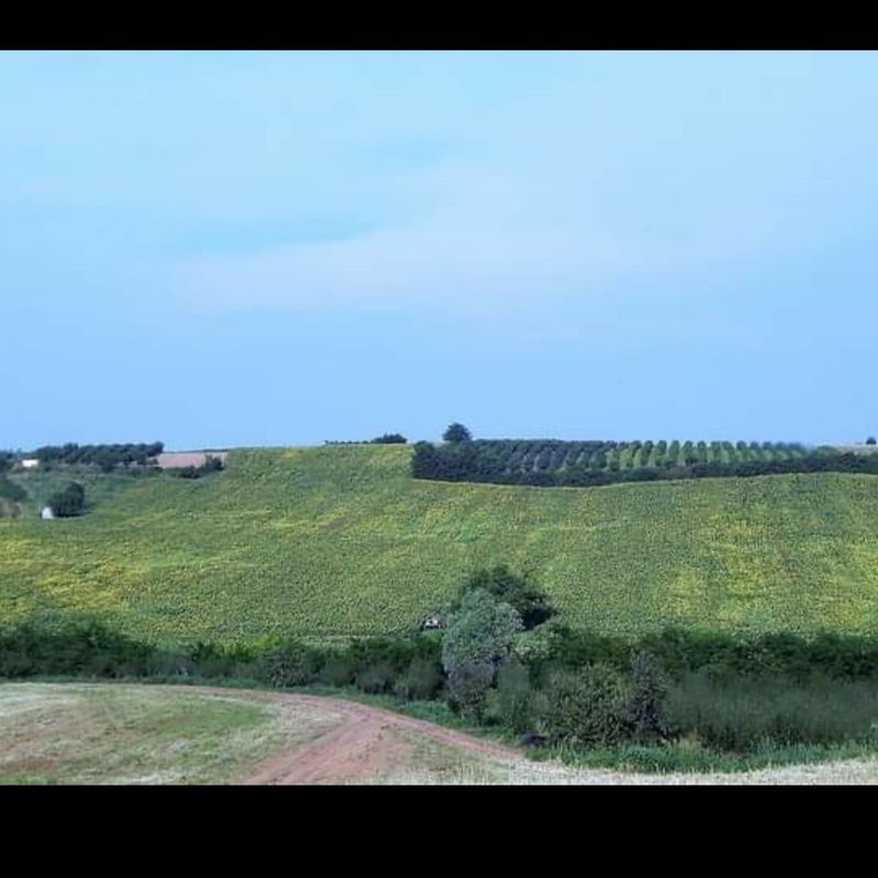 Gaj njiva, Vrdnik