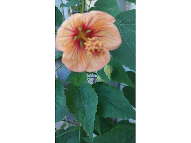 Abutilon narandzast-crven.