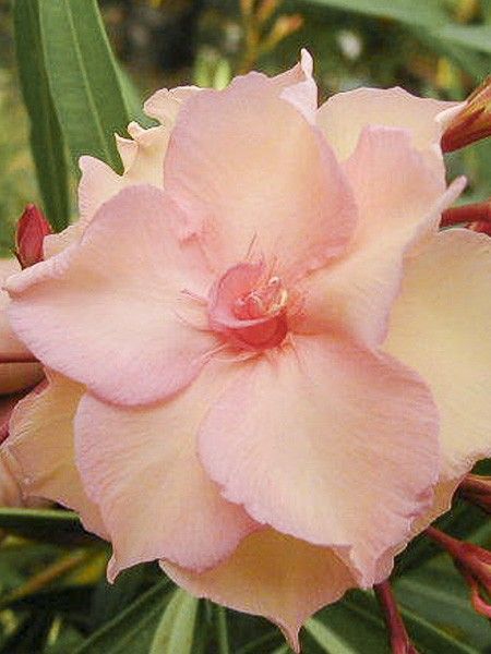 Oleander Provence – dupli kajsija sadnica 20-35cm