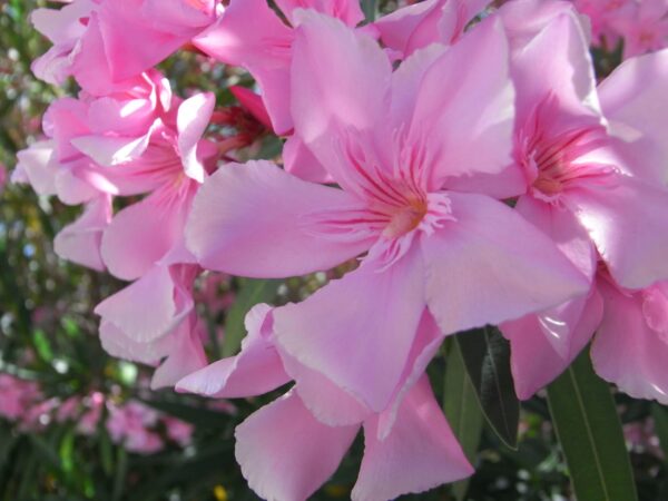 Oleander Rose-Light Pink Simple sadnica 40-50cm