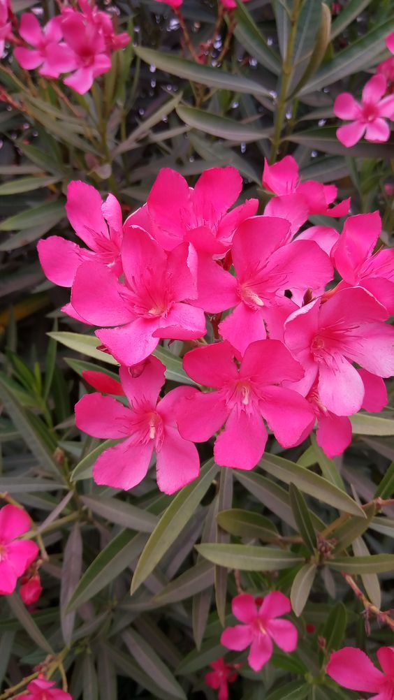 Oleander Tamno Pink Simple-sadnica- oko 40-50cm